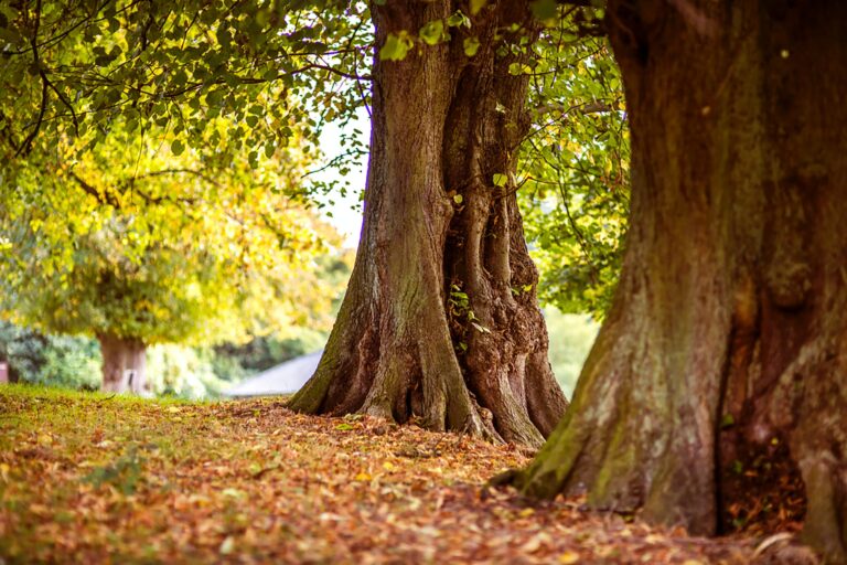 The Role of Trees in Climate Change Mitigation: How Arborists Can Make ...